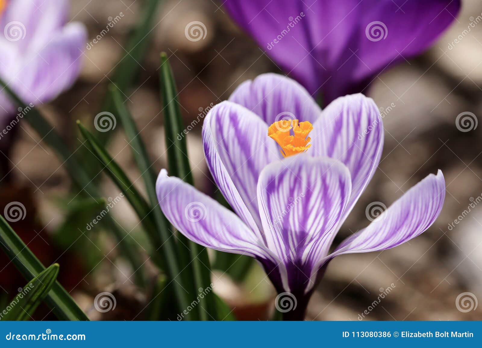 Lichtpaarse En Witte Gestreepte Krokus Stock Foto - Image of bloemen ...