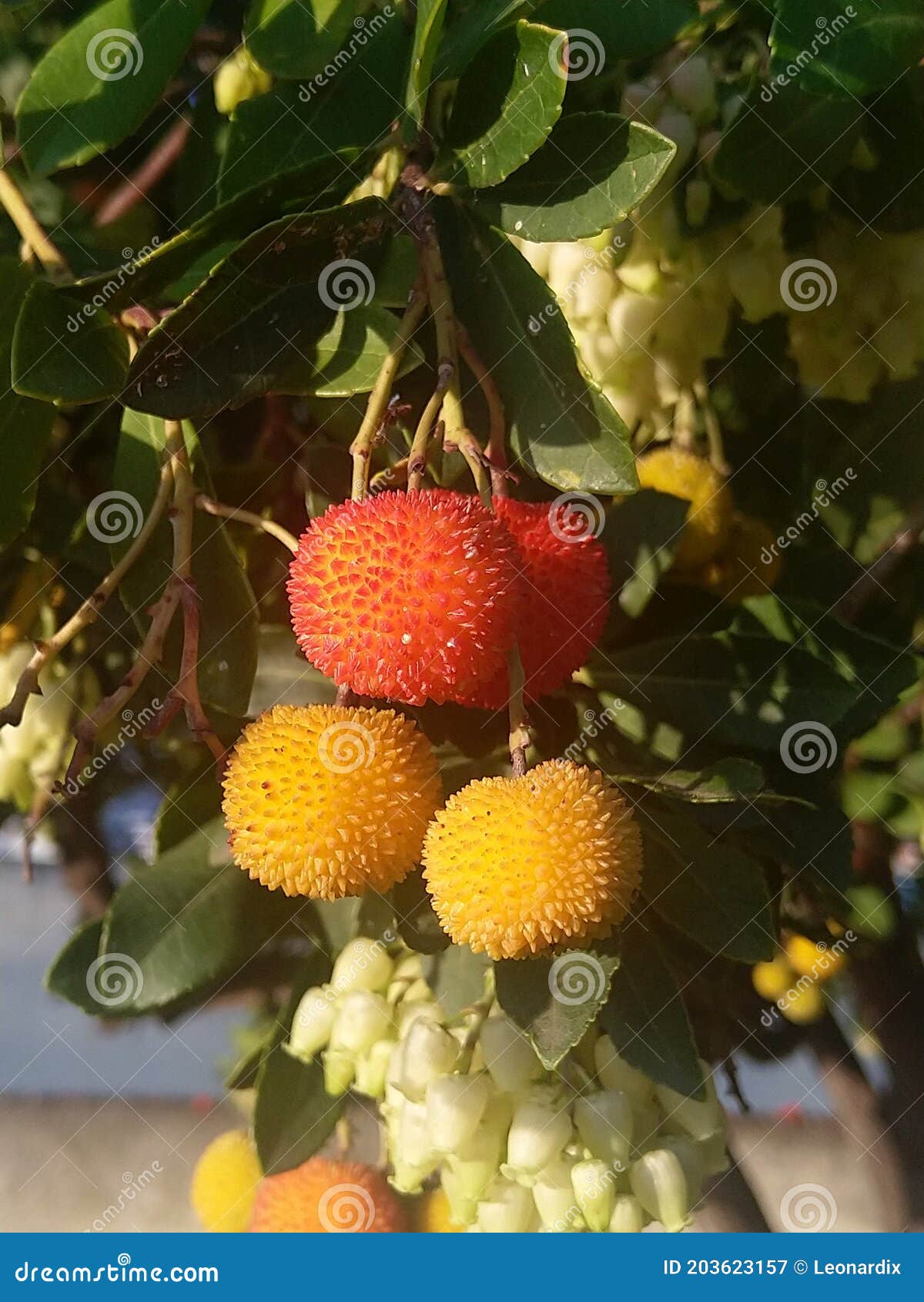 Lichy plant in autumn stock image. Image of berry, shrub - 203623157