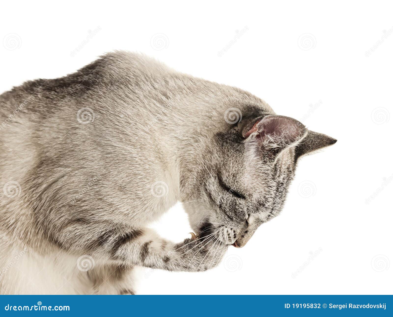 Licking cat stock photo. Image of adorable, furry, alone - 19195832