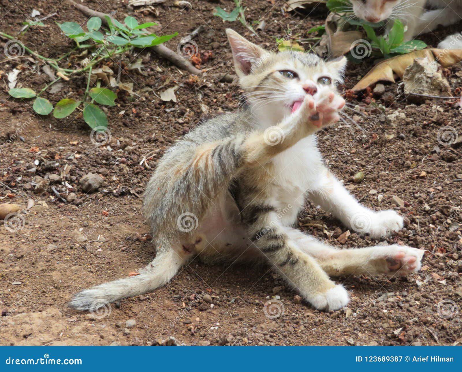 Licking cat stock image. Image of bathing, licking, hind - 123689387