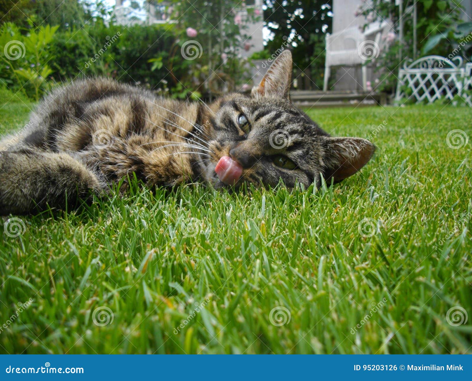 Licking cat in paradise stock photo. Image of lying, paradise - 95203126