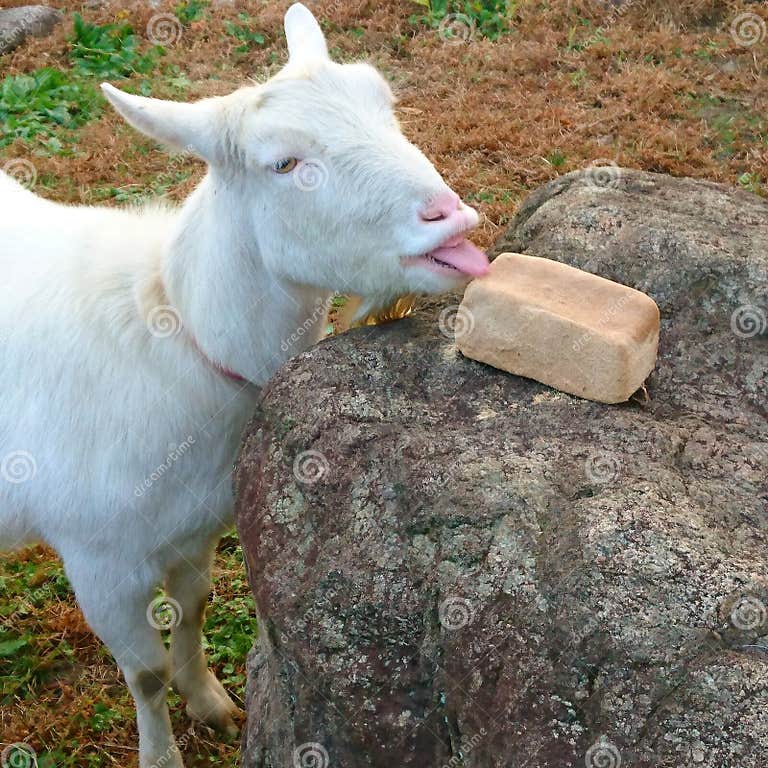 Licking goat stock image. Image of goat, funny, animal - 84943601