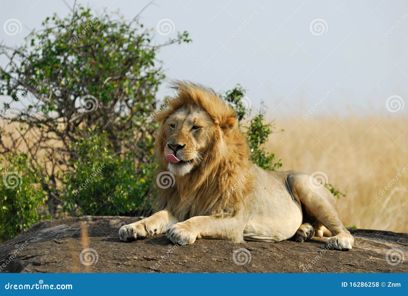 Licking itself lion stock photo. Image of nature, large - 16286258