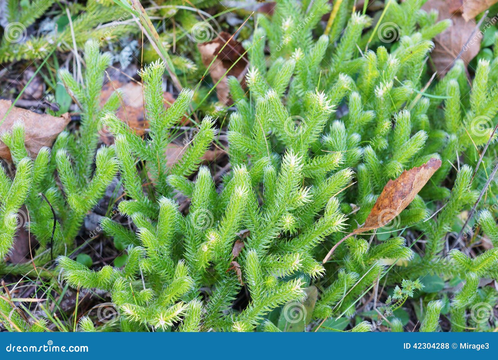 Licopodi clavati fotografia stock. Immagine di muschi - 42304288