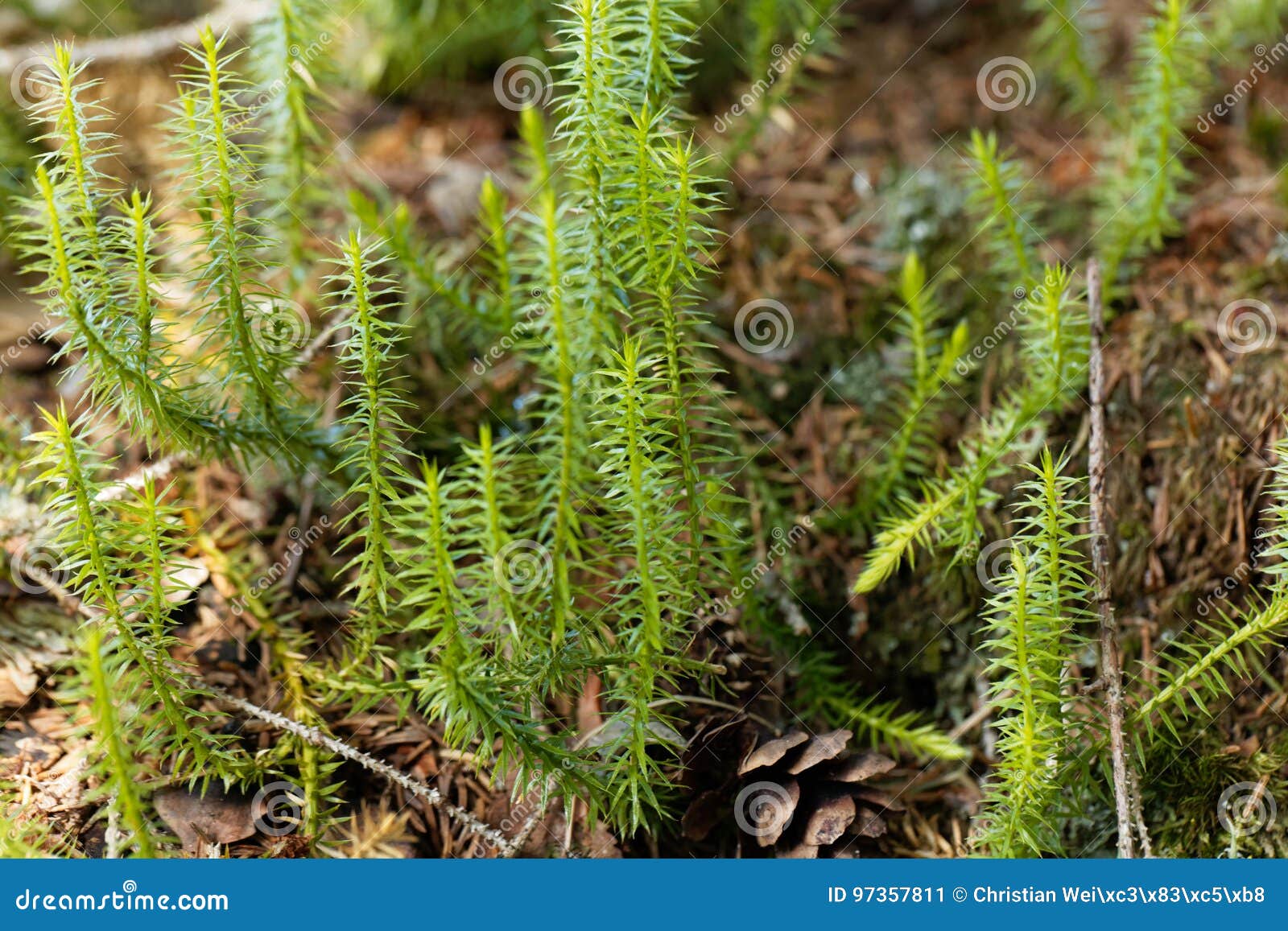 Licopodio Clavato Interrotto, Annotinum Del Lycopodium Immagine Stock ...