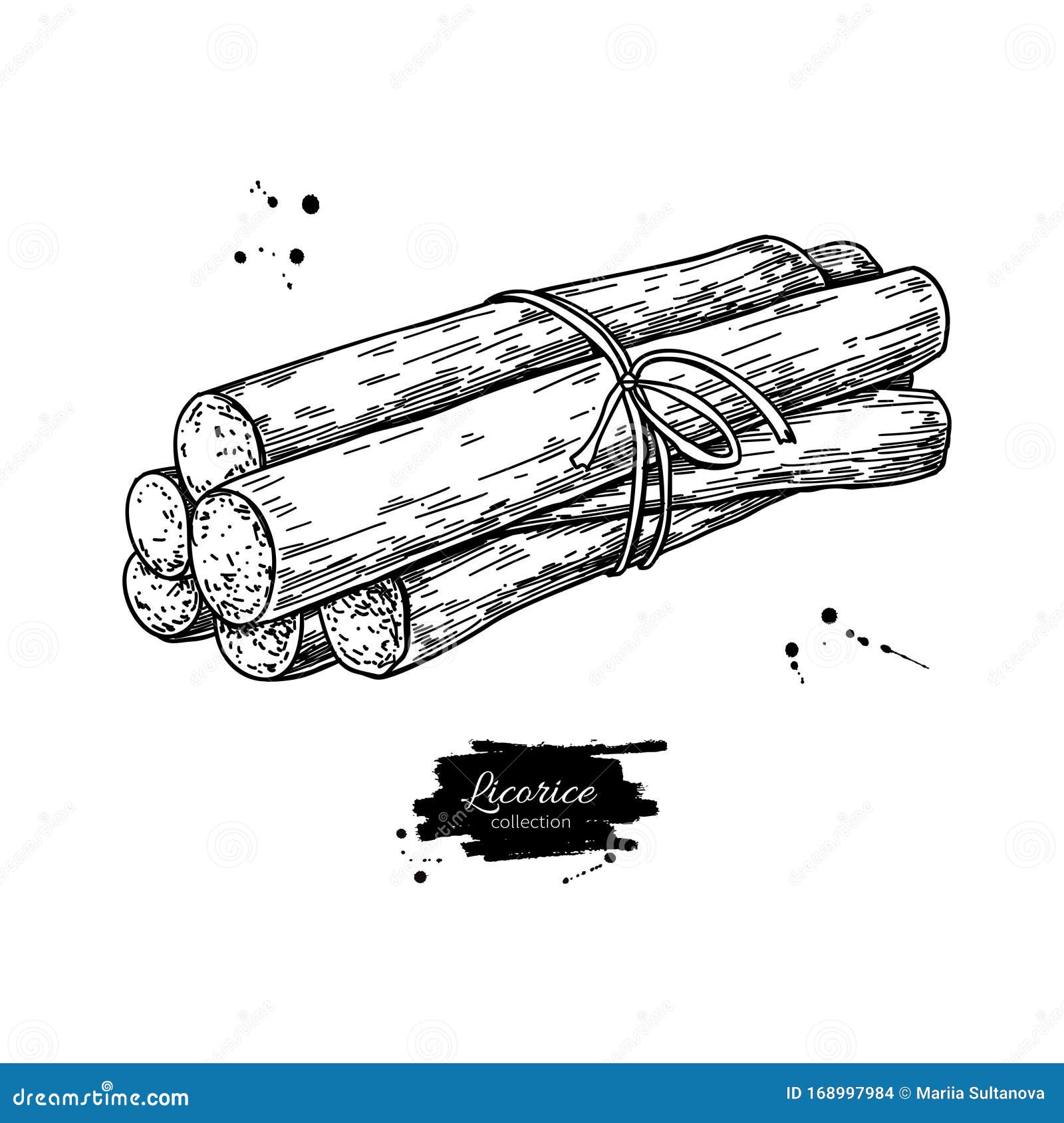 Licorice Root Bunch. Vector Drawing. Botanical Illustration Stock ...