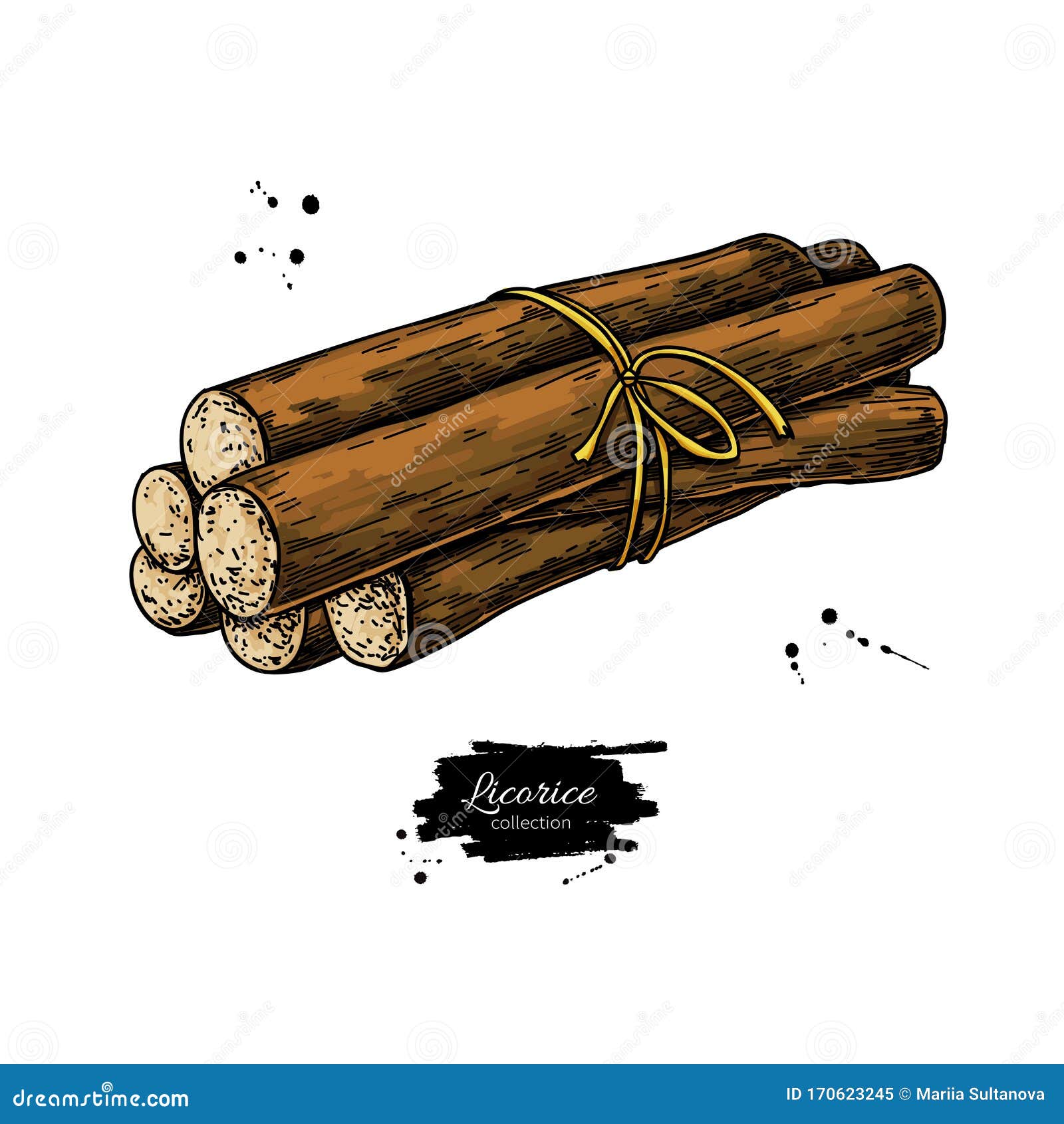 Licorice Root Bunch. Vector Drawing. Botanical Illustration ...