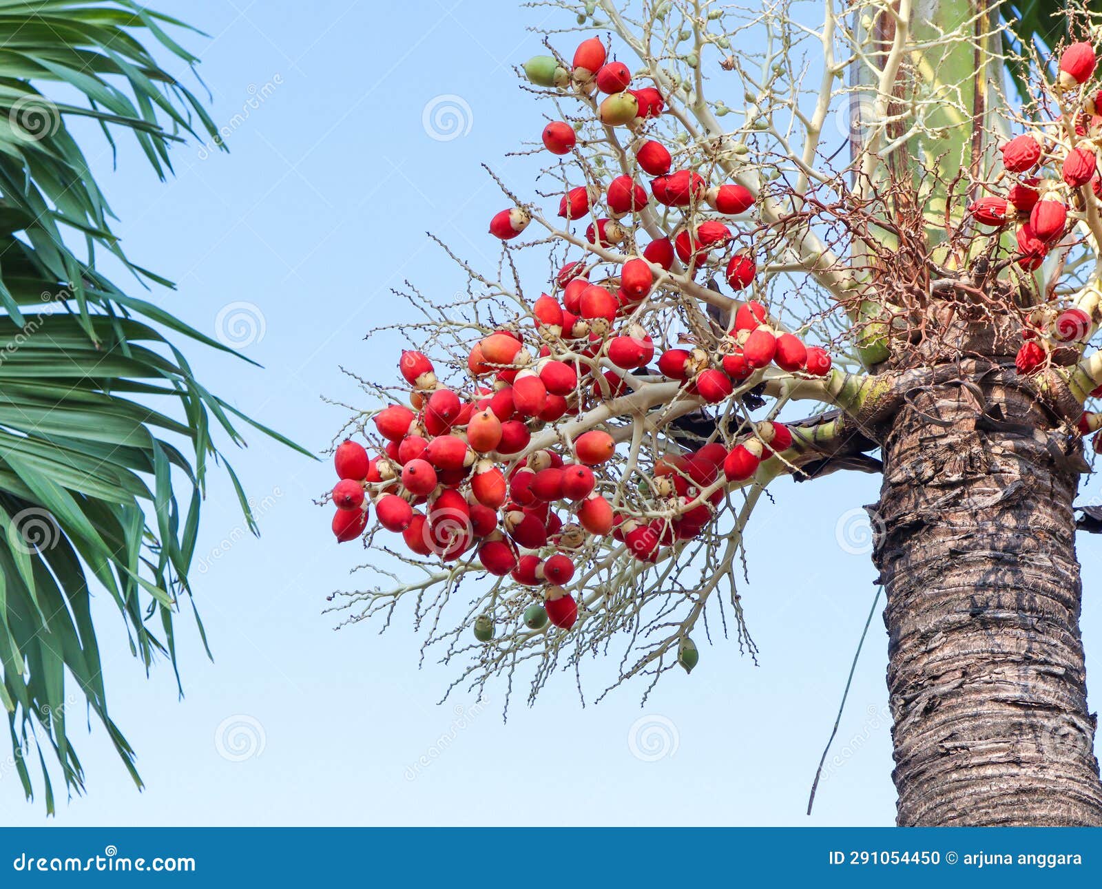 A licuala grandis fruit stock photo. Image of leaf, jungle - 291054450