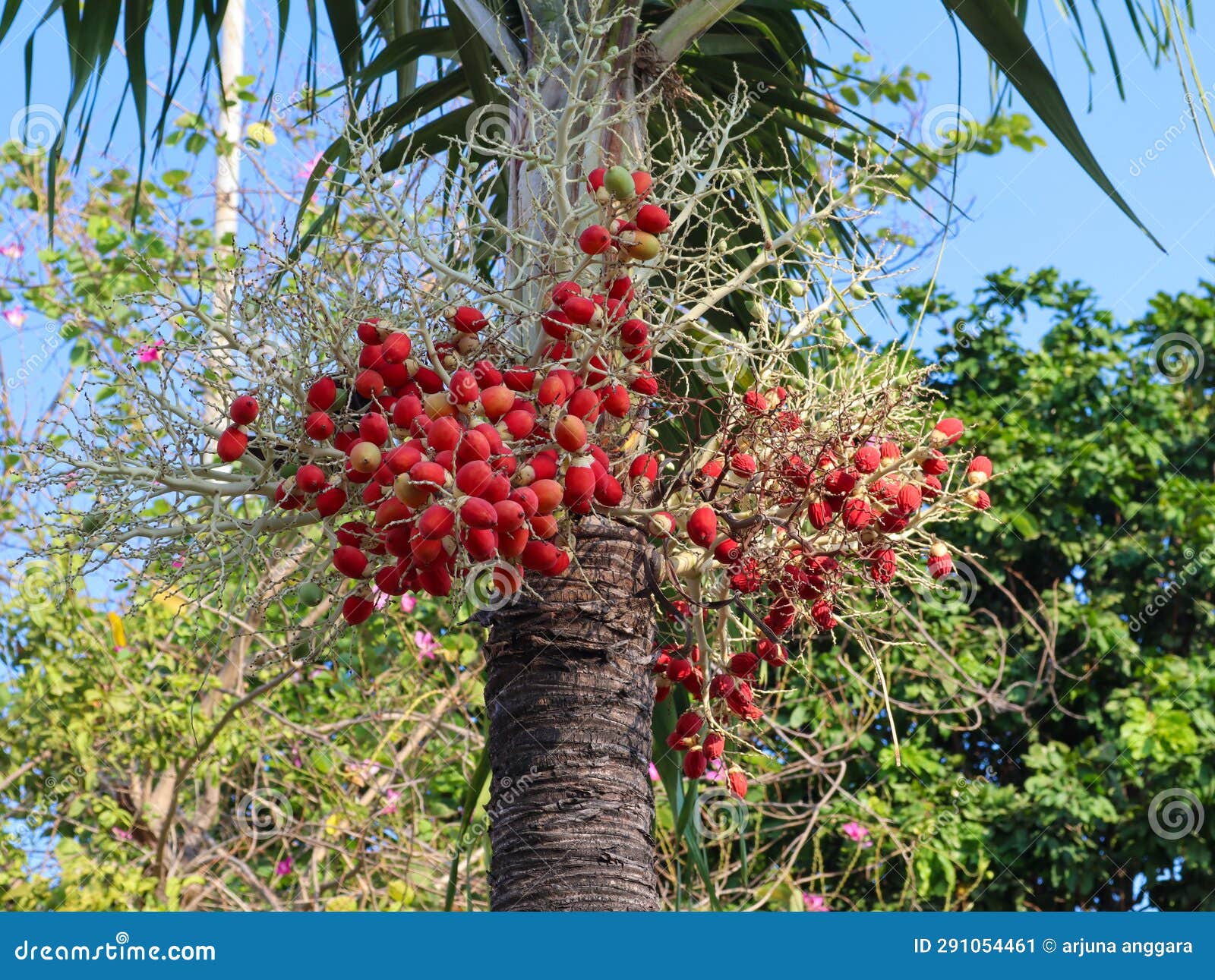 A licuala grandis fruit stock image. Image of large - 291054461