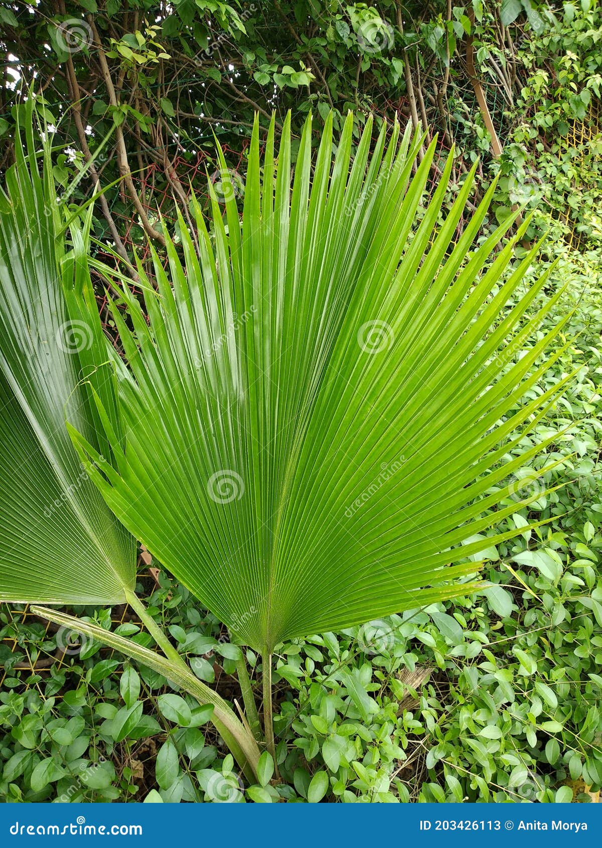 Licuala Grandis Leaf and Plant Stock Image - Image of cactus, licuala ...