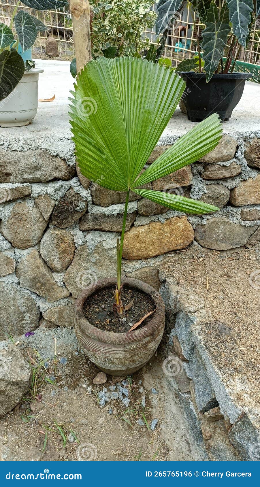 Rare Palm Tree - Singapore Botanical Gardens Stock Image ...