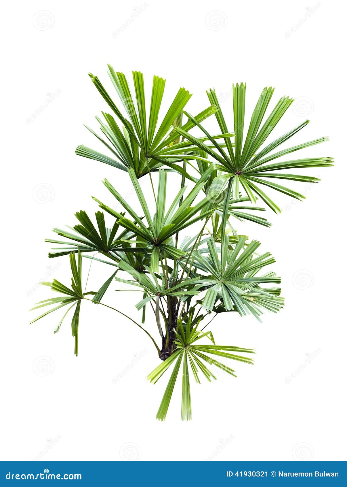 Licuala Paludosa Photos - Free & Royalty-Free Stock Photos from Dreamstime