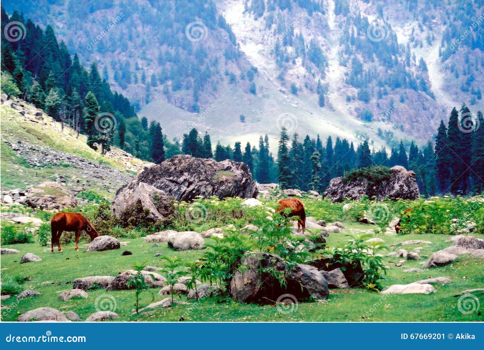 Lidder valley (3) stock image. Image of india, animals - 67669201
