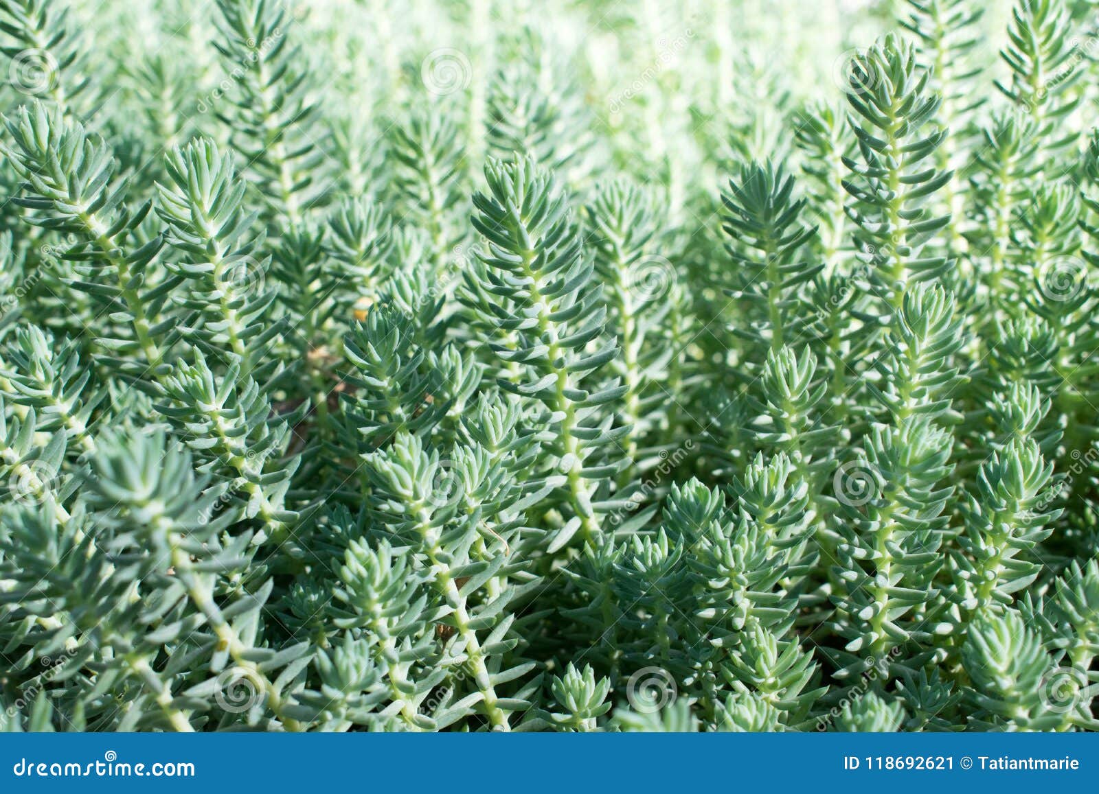 Lidium De Sedum De La Planta Imagen de archivo - Imagen de flor, fresco ...