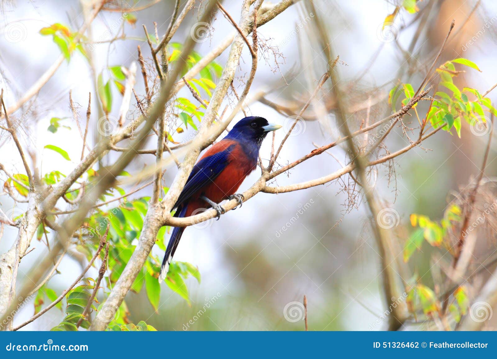 Lidth s Jay stock photo. Image of crow, kagoshima, colorful - 51326462