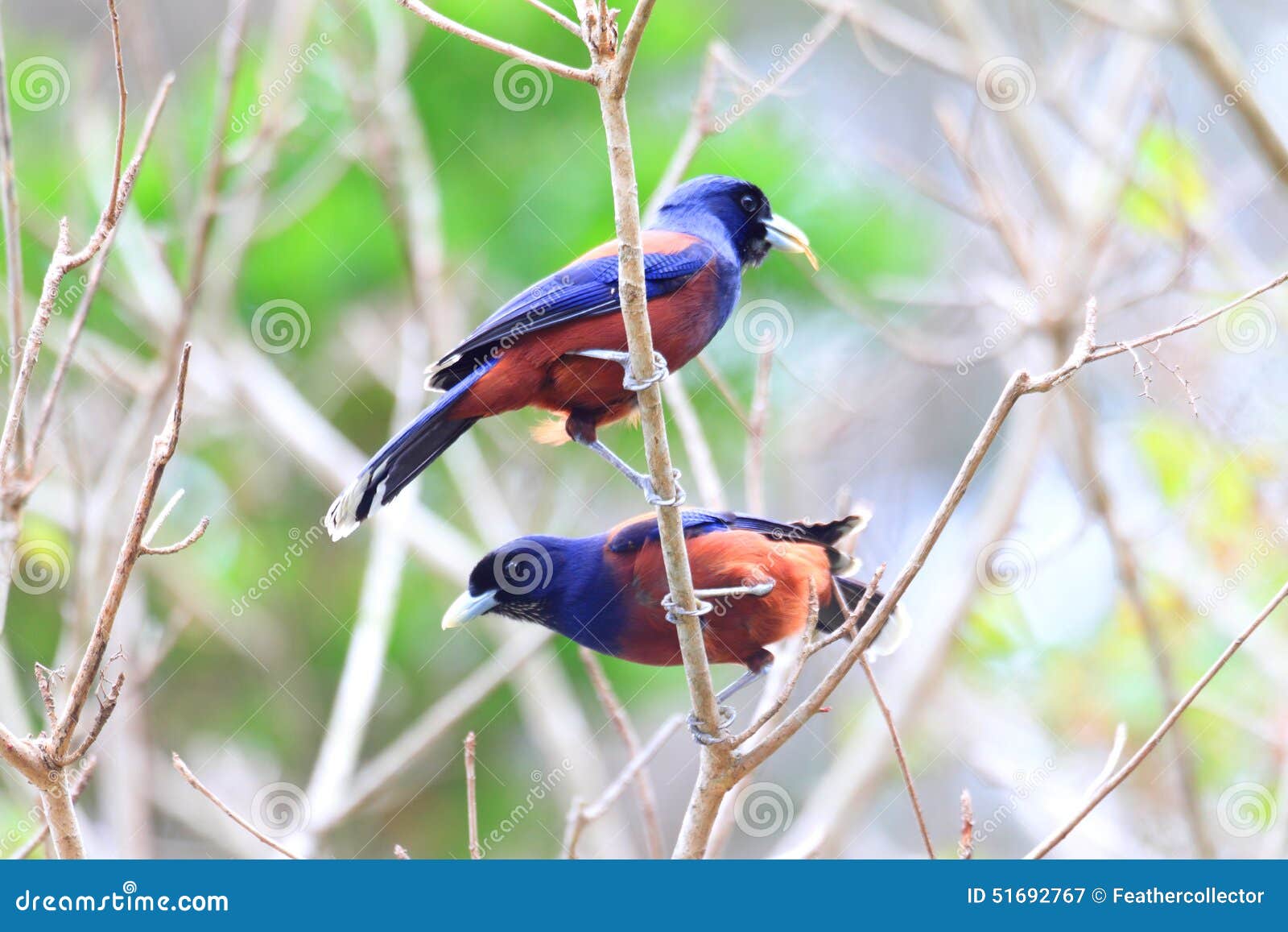 Lidth s Jay stock image. Image of forest, lidth, asia - 51692767