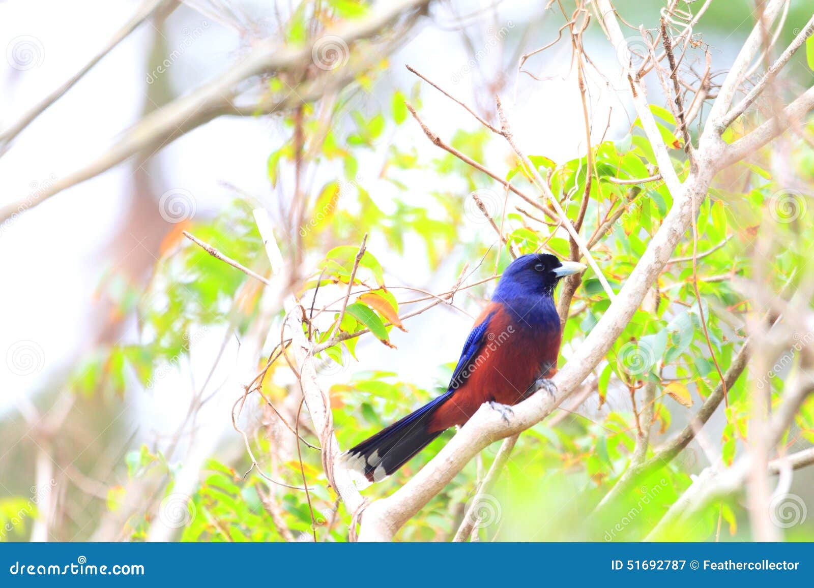 Lidth s Jay stock image. Image of tropical, lidth, japan - 51692787