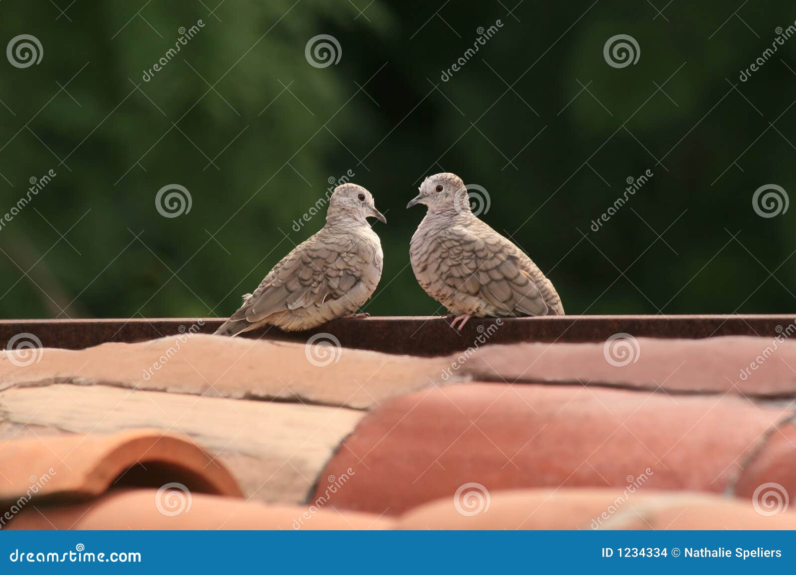 Liebes Tauben Archivbilder - Abgabe des Download-7 geben Fotos frei