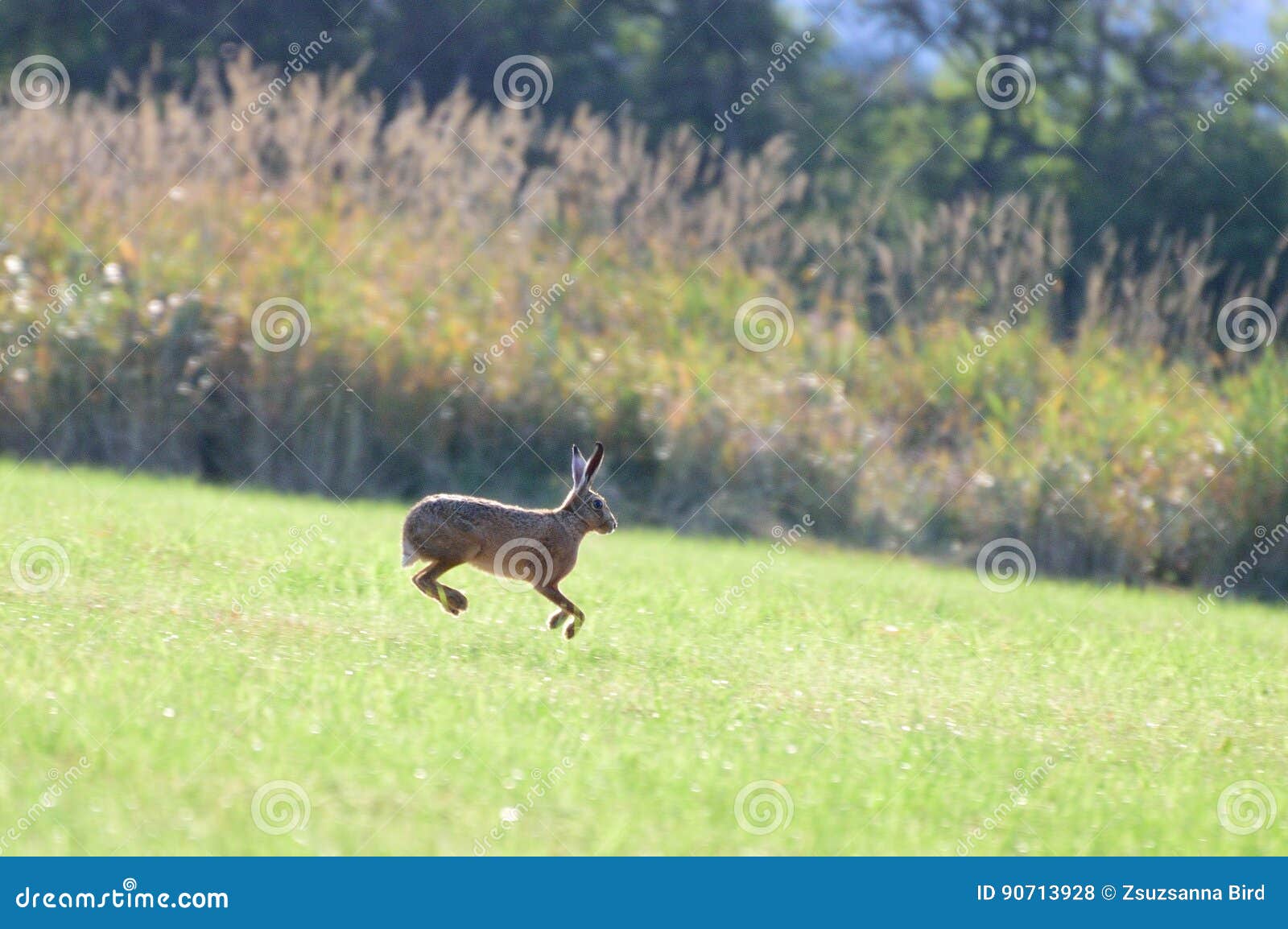 Liebres De Brown Que Saltan En El Aire Foto de archivo - Imagen de ...