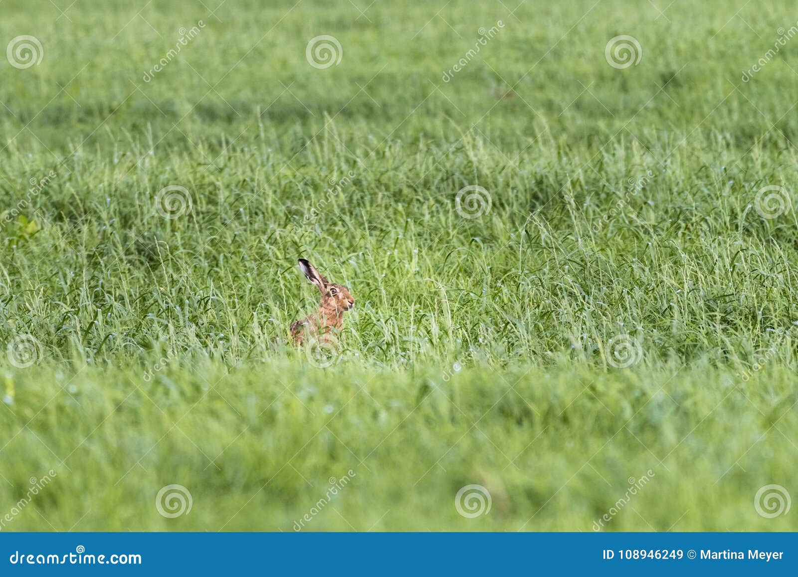 Liebres En El Pasto En Primavera Imagen de archivo - Imagen de sentada ...