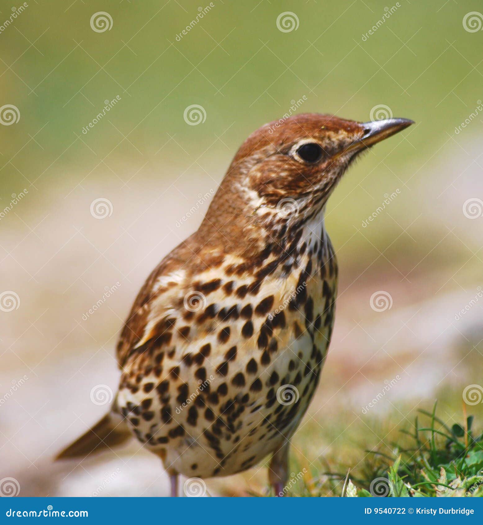 Lied-Drossel stockfoto. Bild von lied, vogel, singen, wild - 9540722