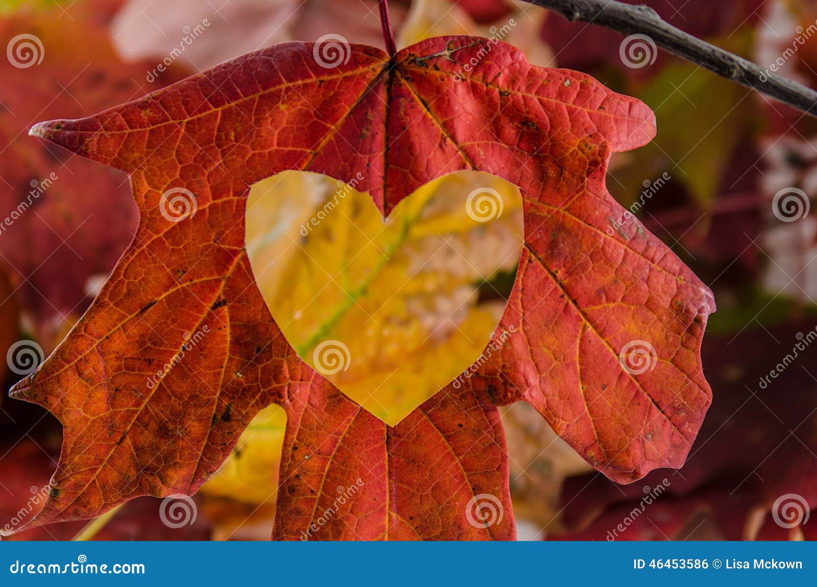 Liefdedaling Met Een Hart in Het Blad Wordt Gesneden Dat Stock Foto ...