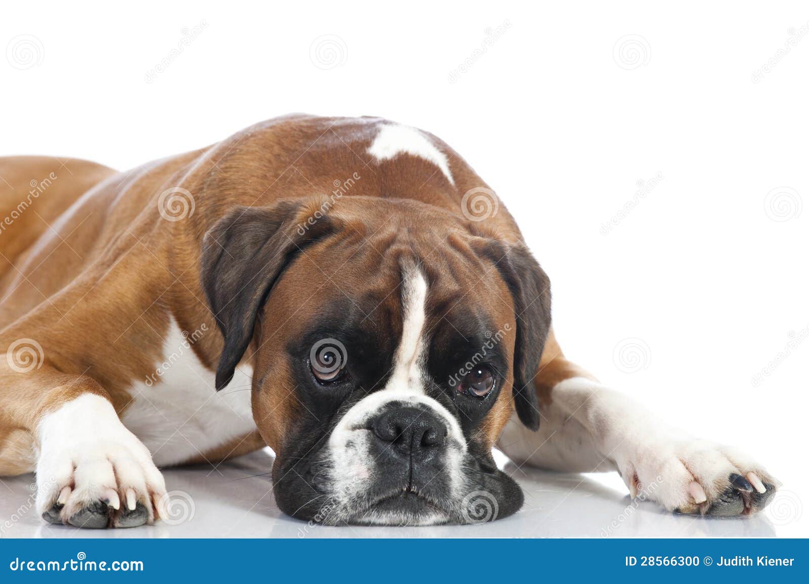 Liegender deutscher Boxer stockfoto. Bild von frontseite - 28566300