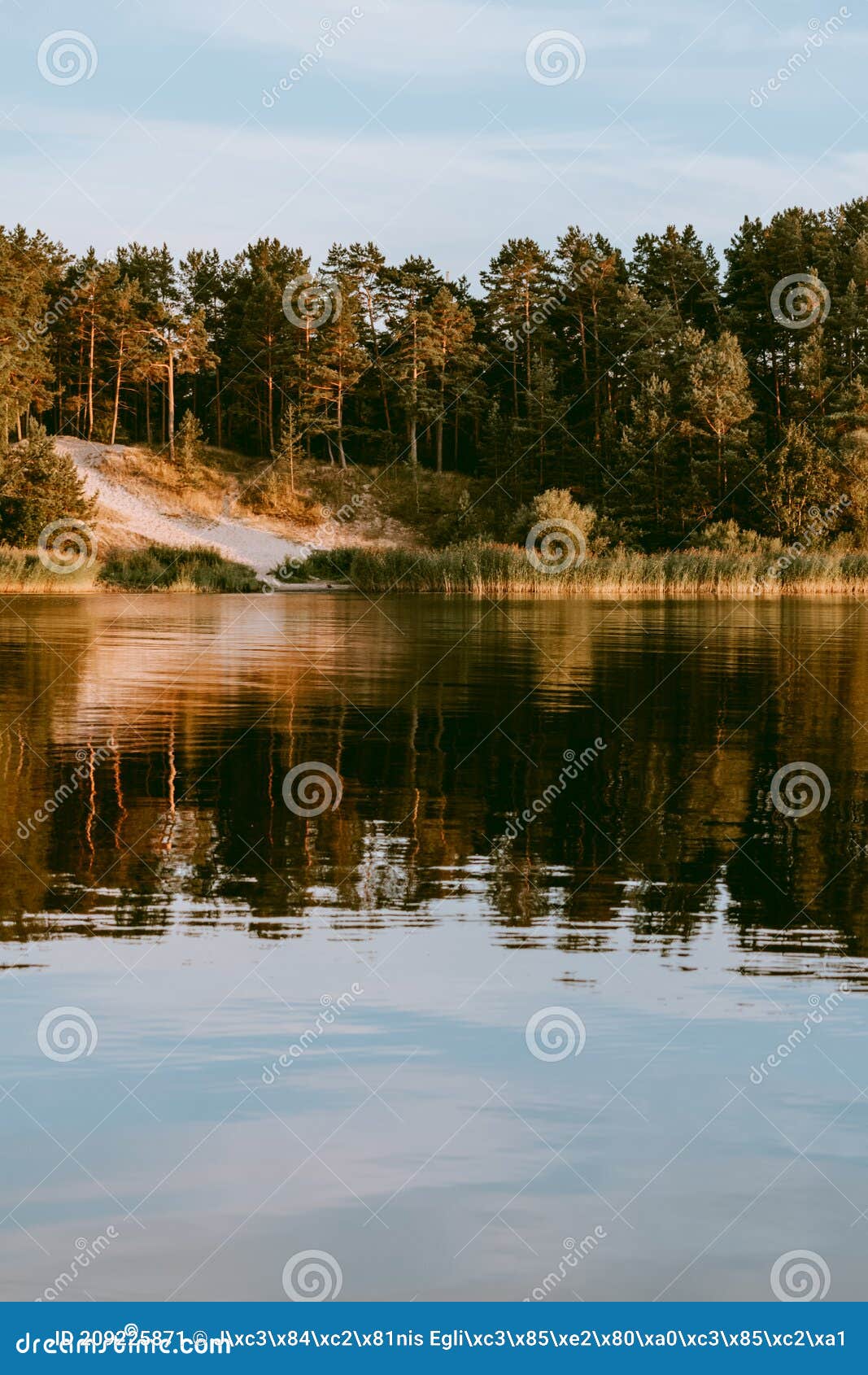 Lielupe River Banks with a Pine Tree Forest on the Shore that is ...