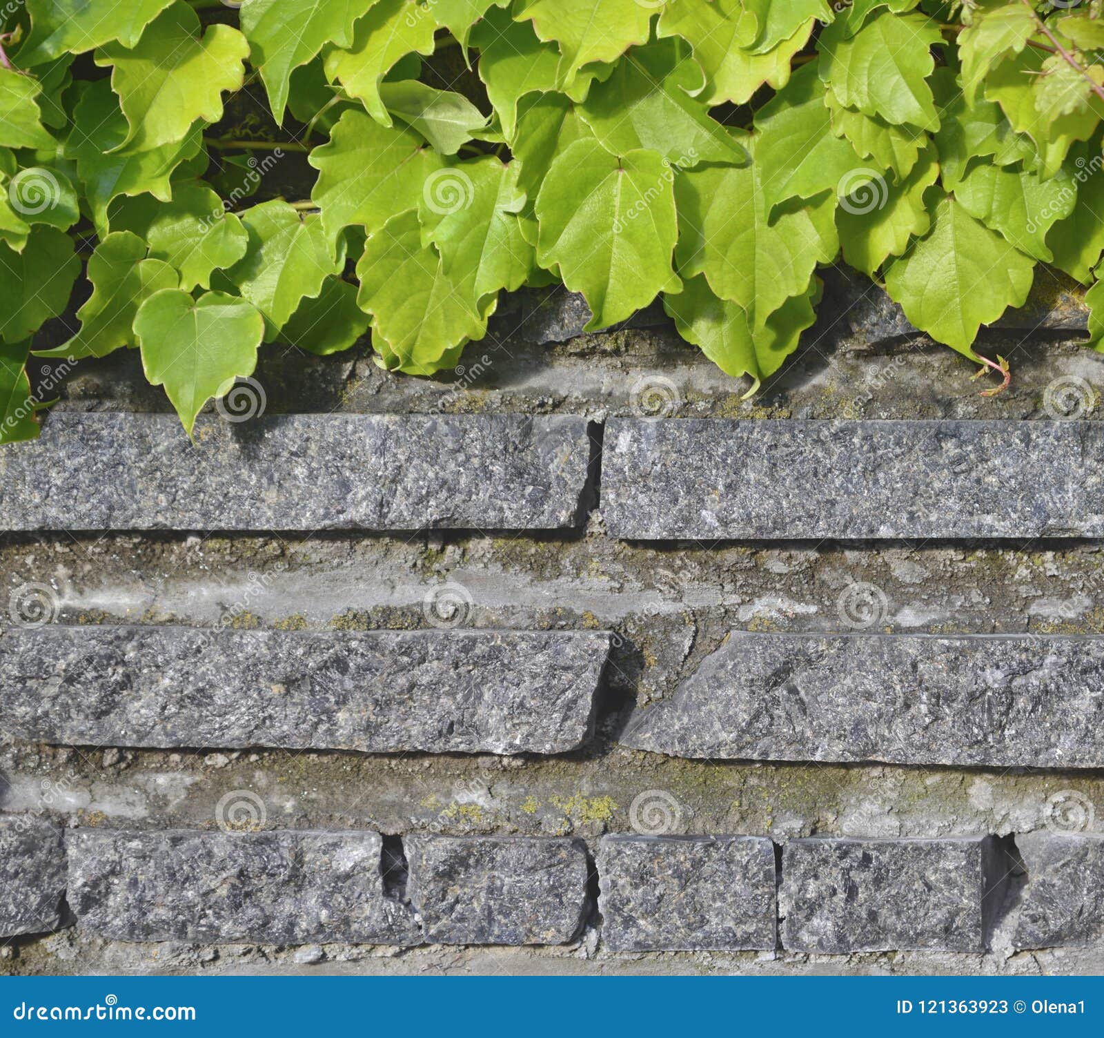 Lierre Au-dessus Du Mur En Pierre Image stock - Image du accroissement ...