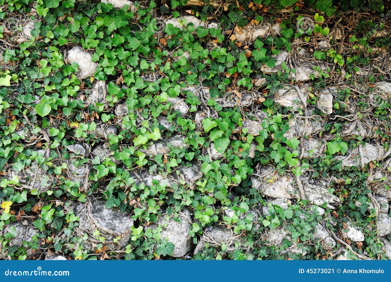 Lierre Contre Le Mur En Pierre Image stock - Image du normal ...