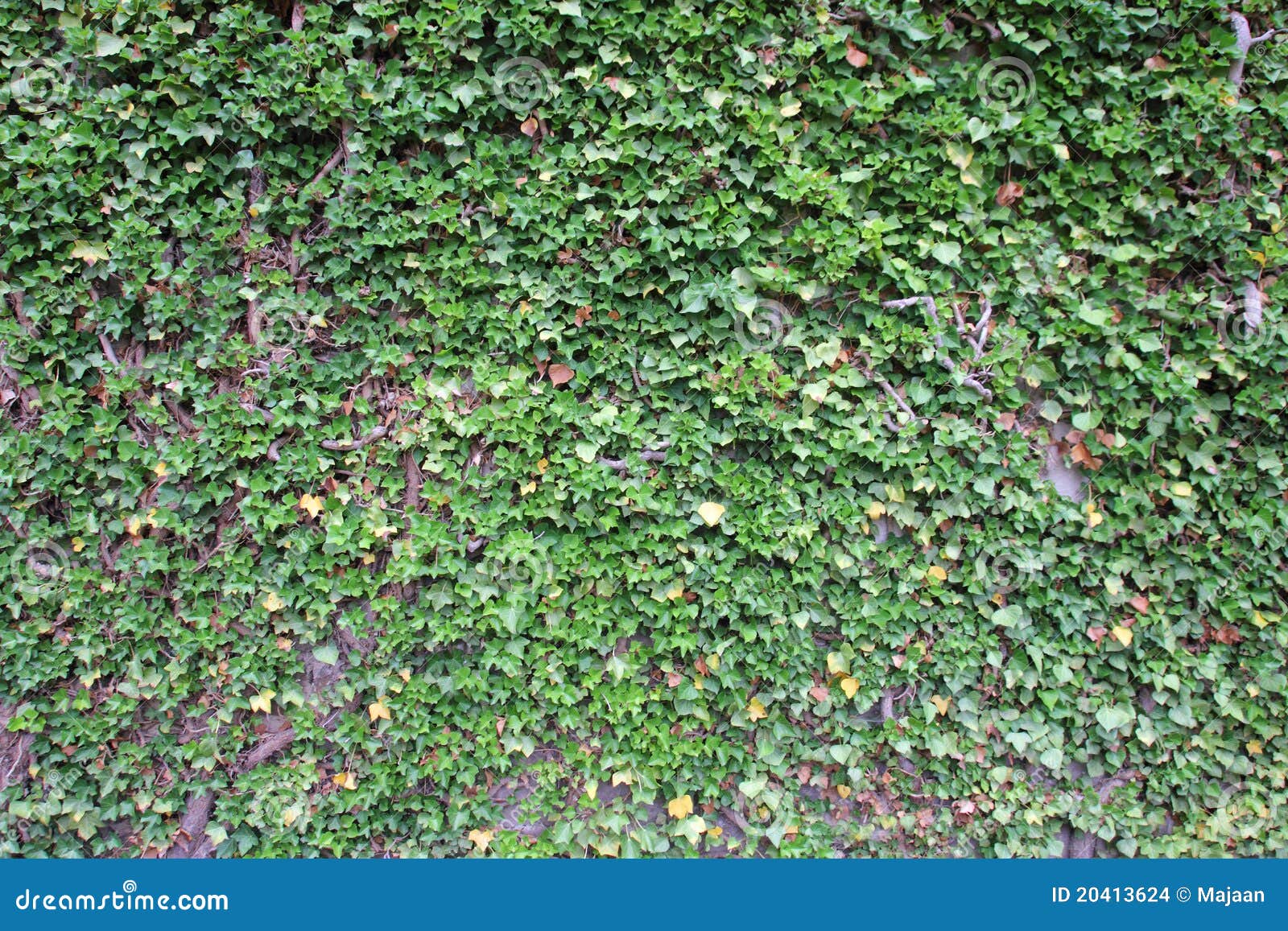 Lierre grandissant le mur photo stock. Image du brique - 20413624