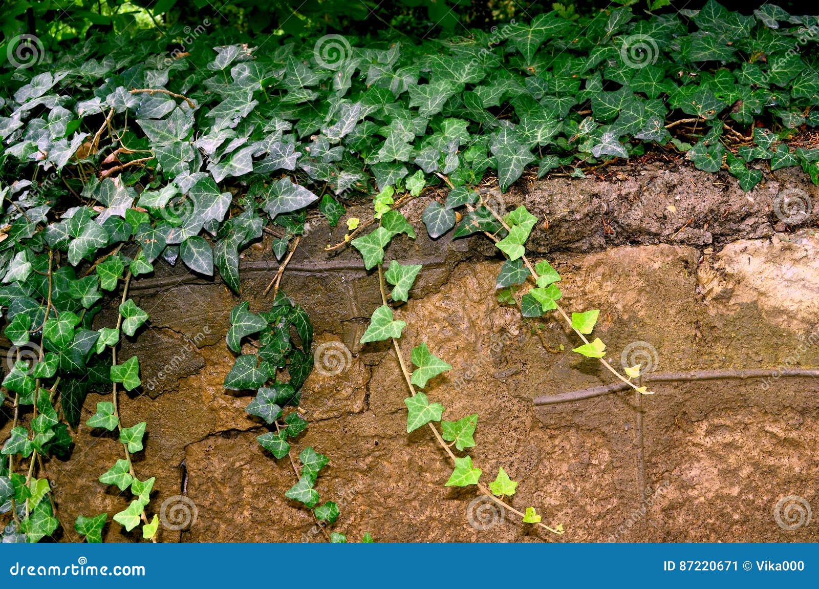 Lierre sauvage sur le mur image stock. Image du sauvage - 87220671