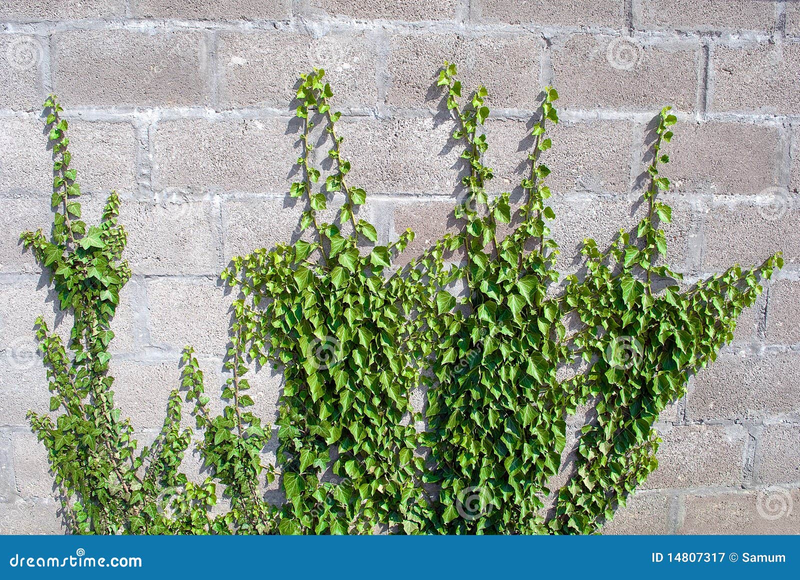 Lierre Sur Le Mur De Briques Image stock - Image du âgé, lame: 14807317