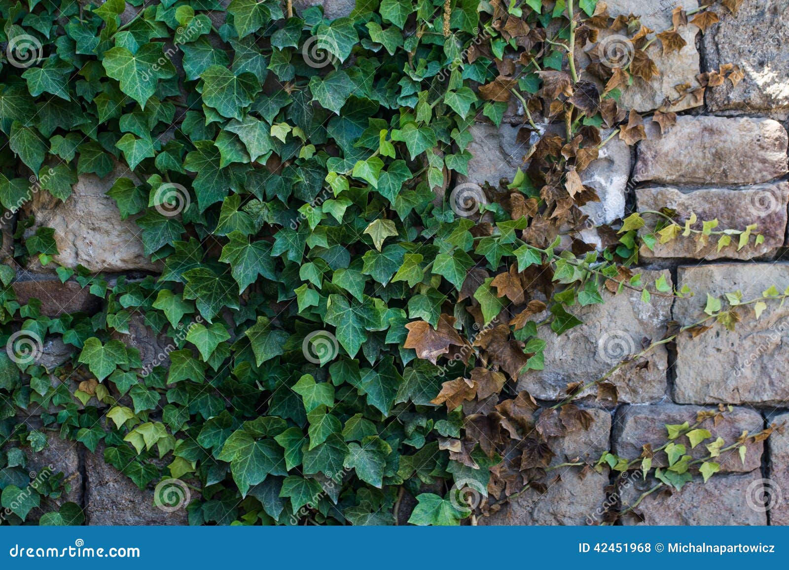 Lierre Sur Le Mur En Pierre Photo stock - Image du vert, extérieur ...