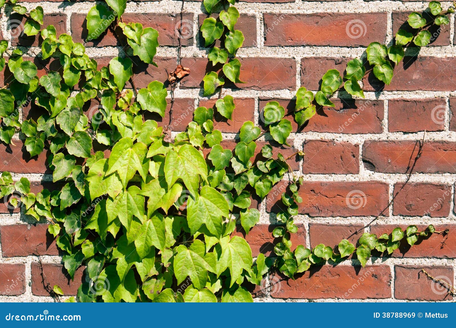 Lierre Sur Un Mur De Briques Image stock - Image du ciment, nature ...