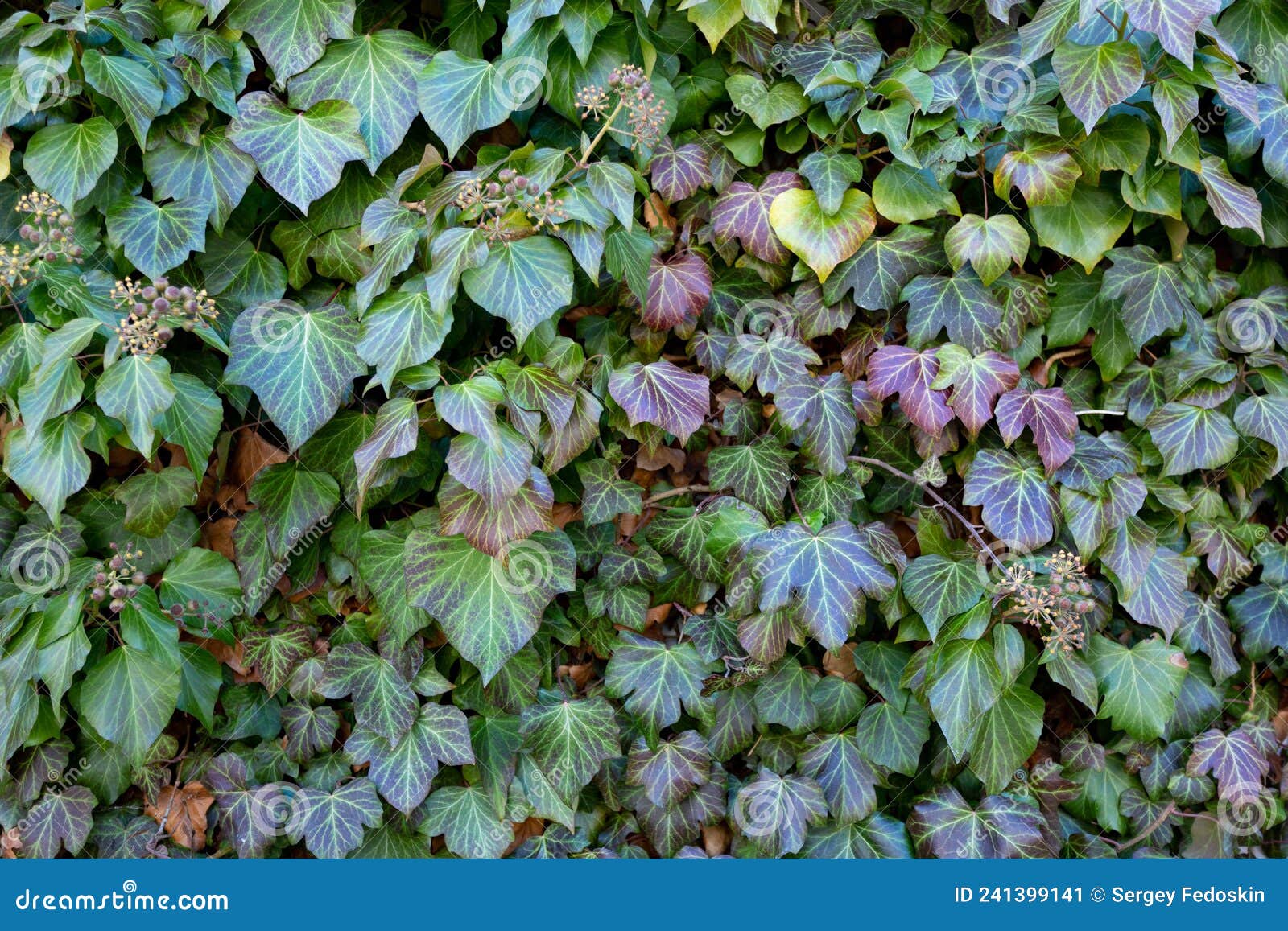 Lierre Vert Au Mur. Texture Naturelle Image stock - Image du normal ...
