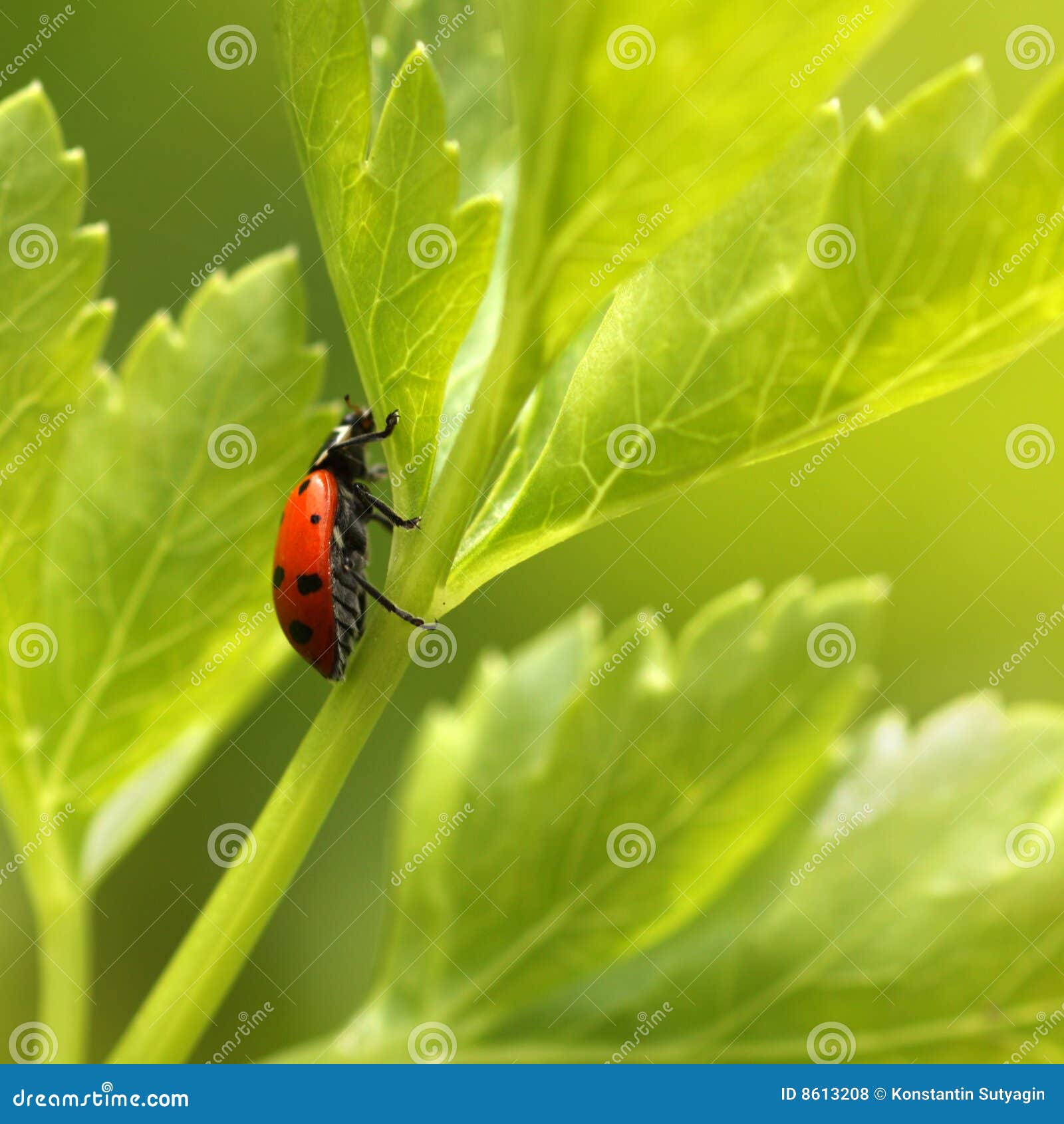 Lieveheersbeestje Op Peterseliegras. Stock Foto - Image of mooi, insect ...