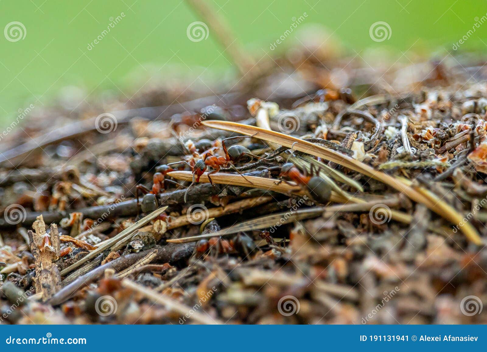 Life in an Anthill. Ant Close-up. Macro Photo Stock Image - Image of ...