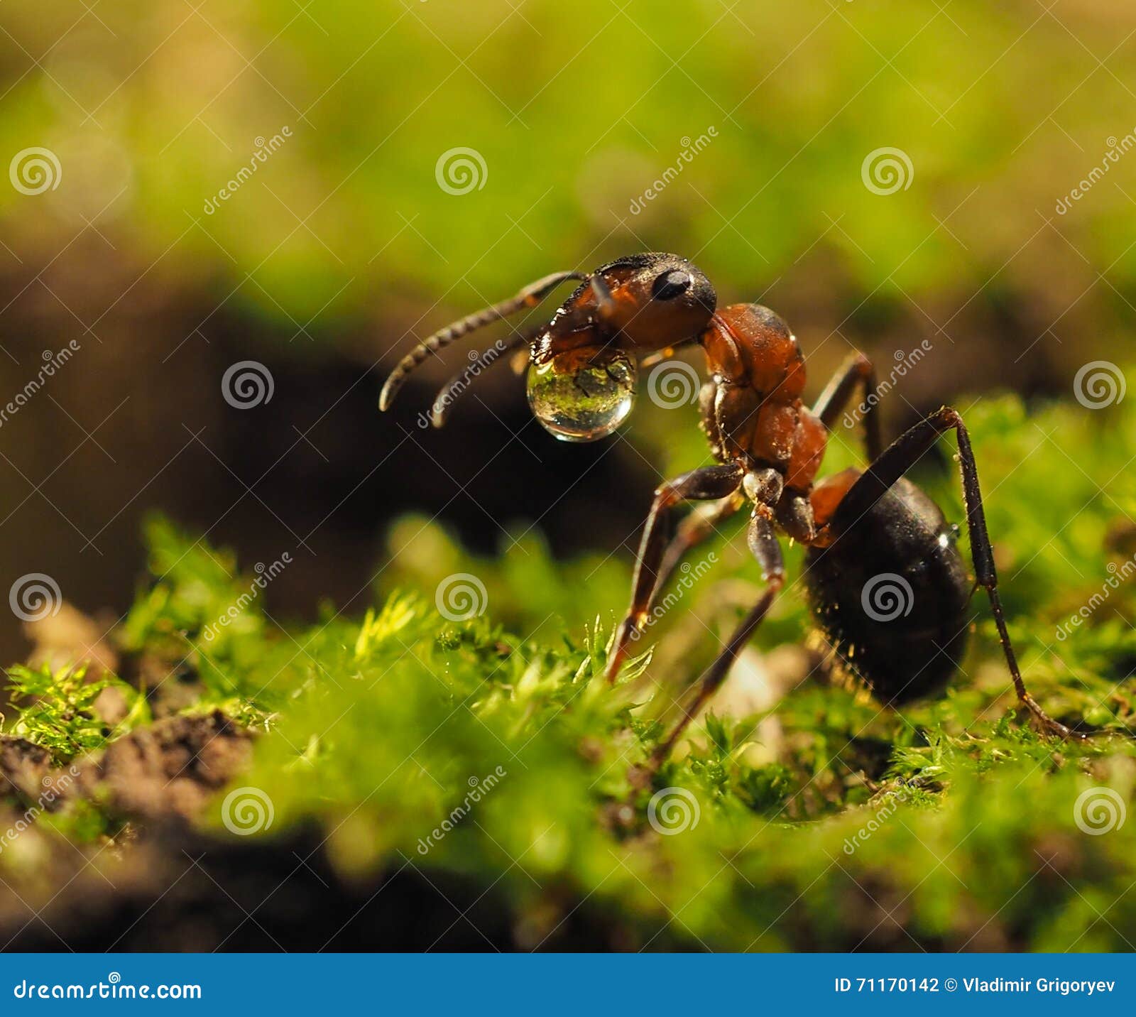 The life of ants stock photo. Image of green, grass, nature - 71170142