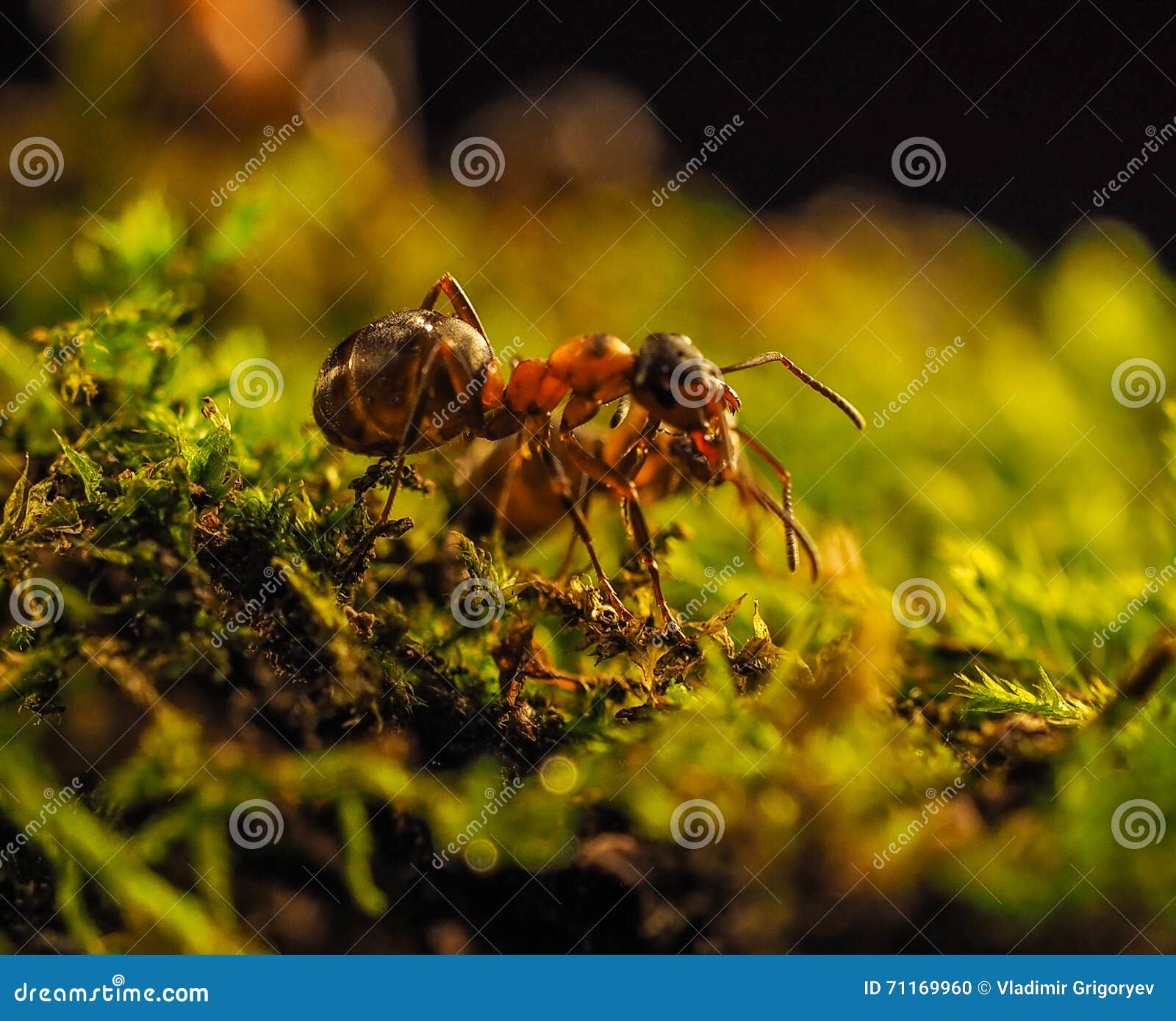 The life of ants stock photo. Image of conversation, closeup - 71169960
