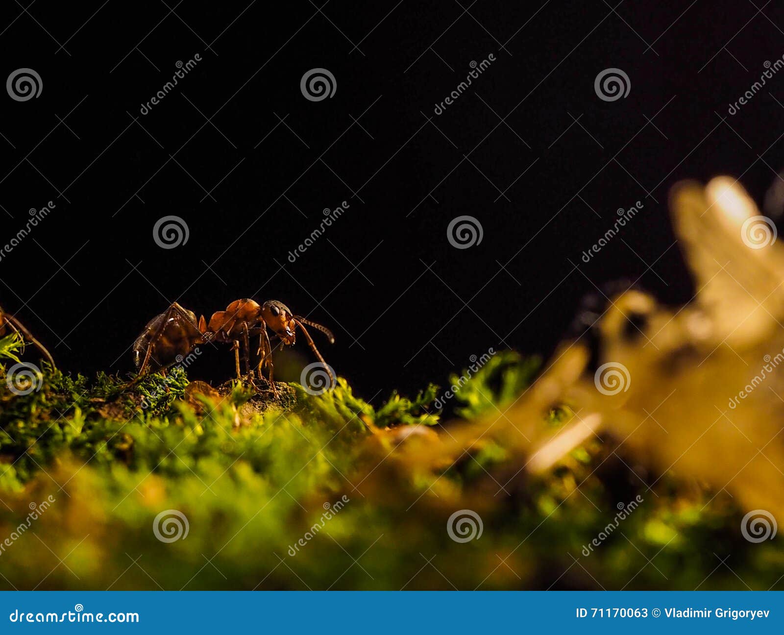 The life of ants stock image. Image of insect, tired - 71170063
