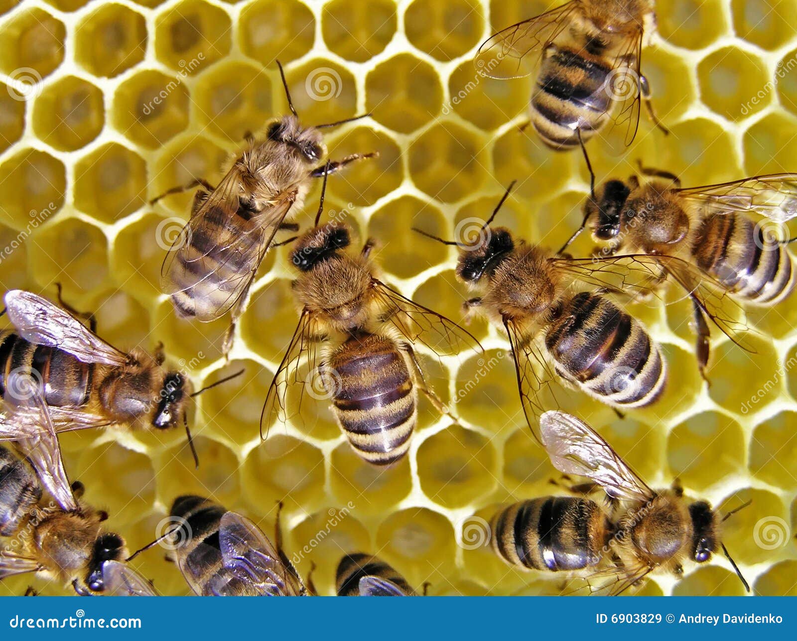 Life of bees. stock image. Image of honeycombs, communication - 6903829