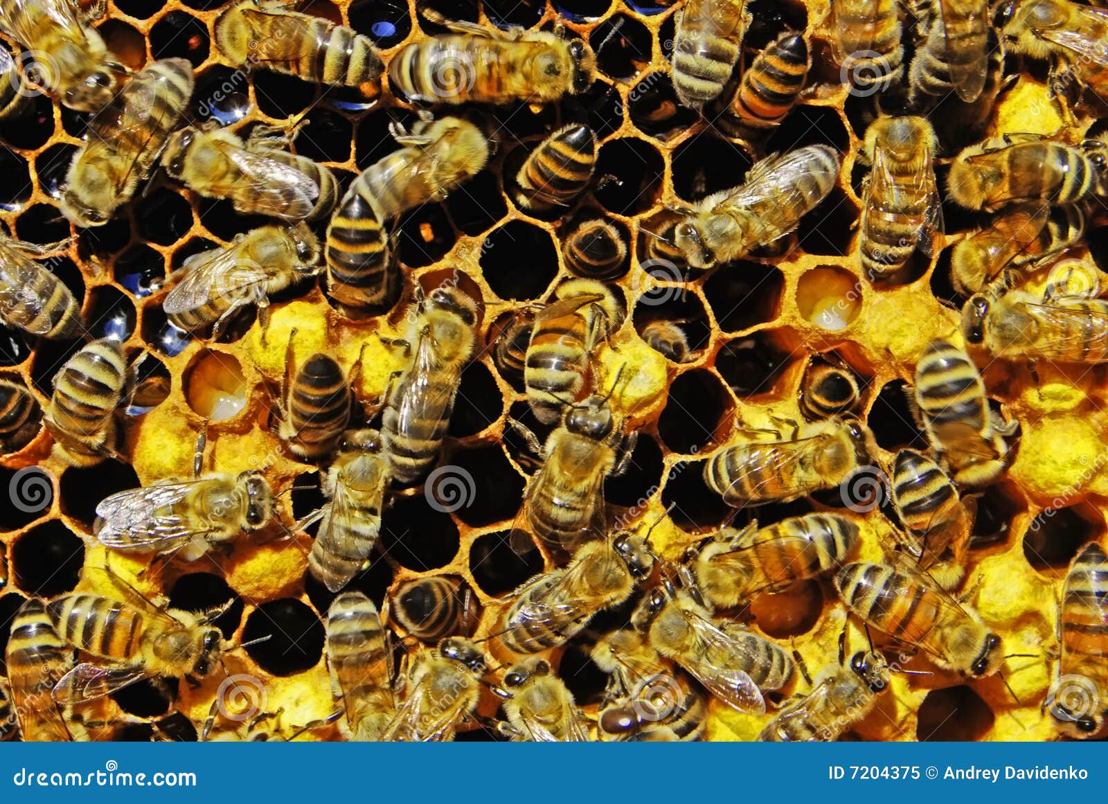 Life of Bees. Reproduction of Bees. Stock Image - Image of instinct ...