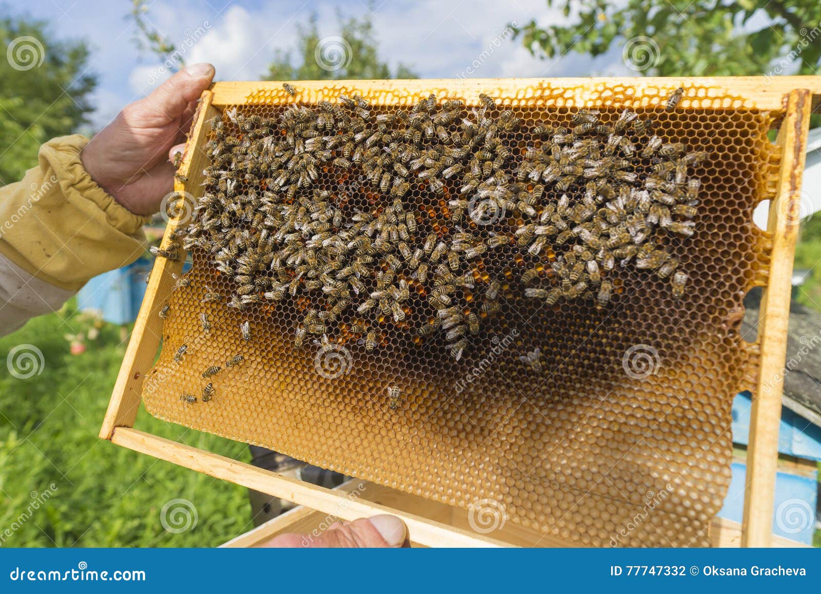 Life of Bees. Worker Bees. the Bees Bring Honey Stock Photo - Image of ...