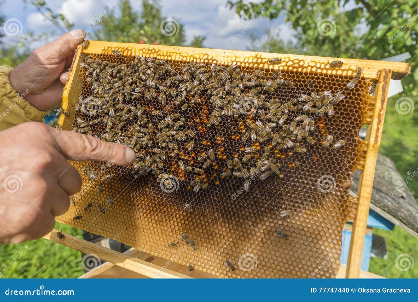 Life of Bees. Worker Bees. the Bees Bring Honey Stock Photo - Image of ...
