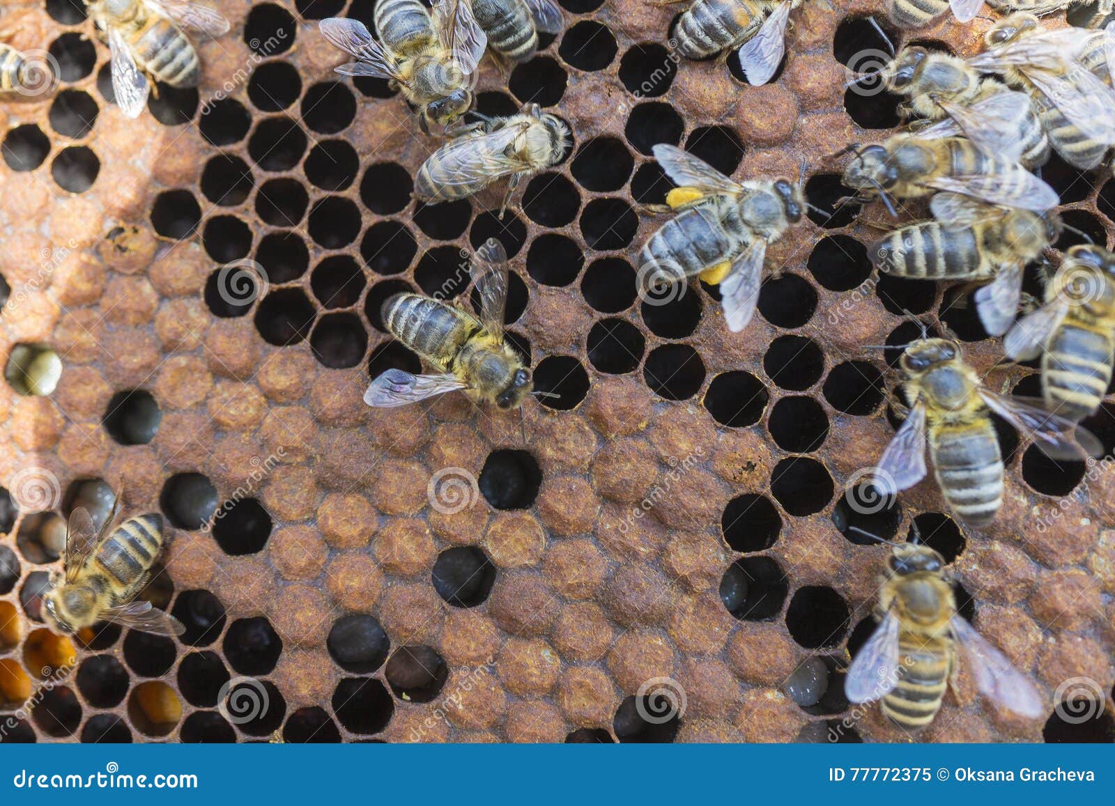 Life of Bees. Worker Bees. the Bees Bring Honey Stock Image - Image of ...