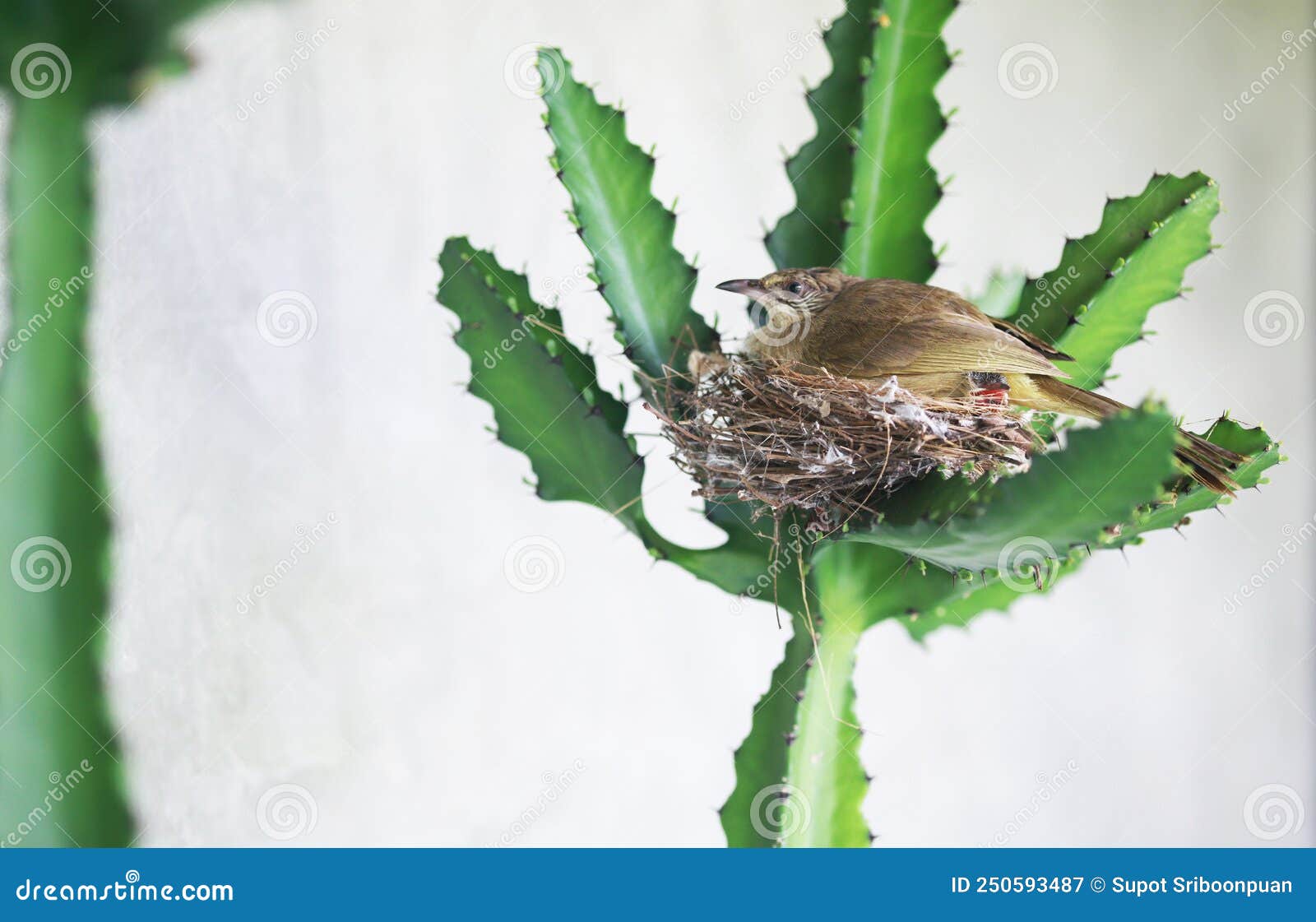 Life of bird stock image. Image of outdoors, garden - 250593487