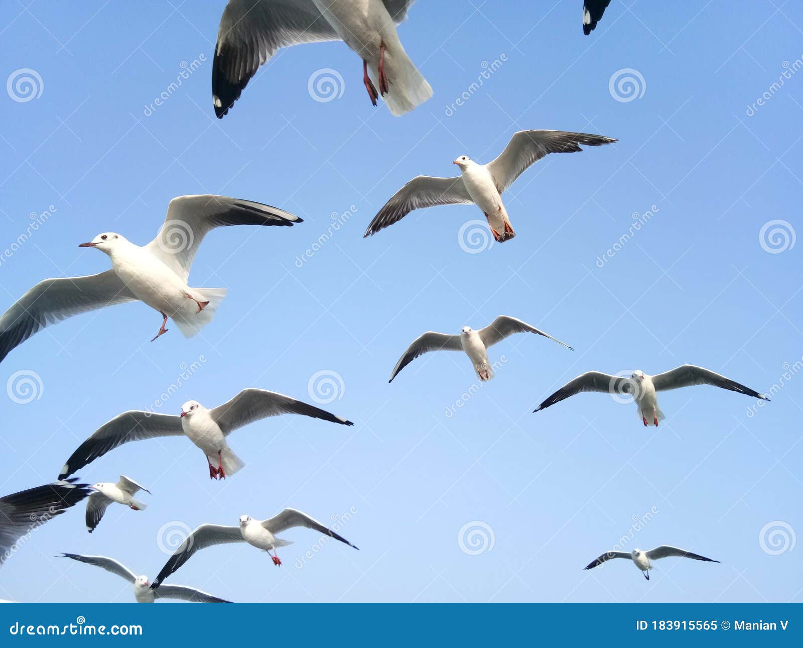 Life of birds Organization stock image. Image of life - 183915565