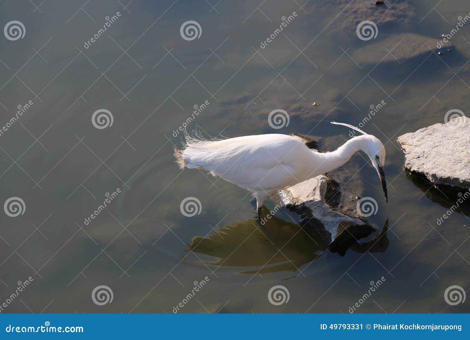 The life of birds stock image. Image of indigo, flight - 49793331