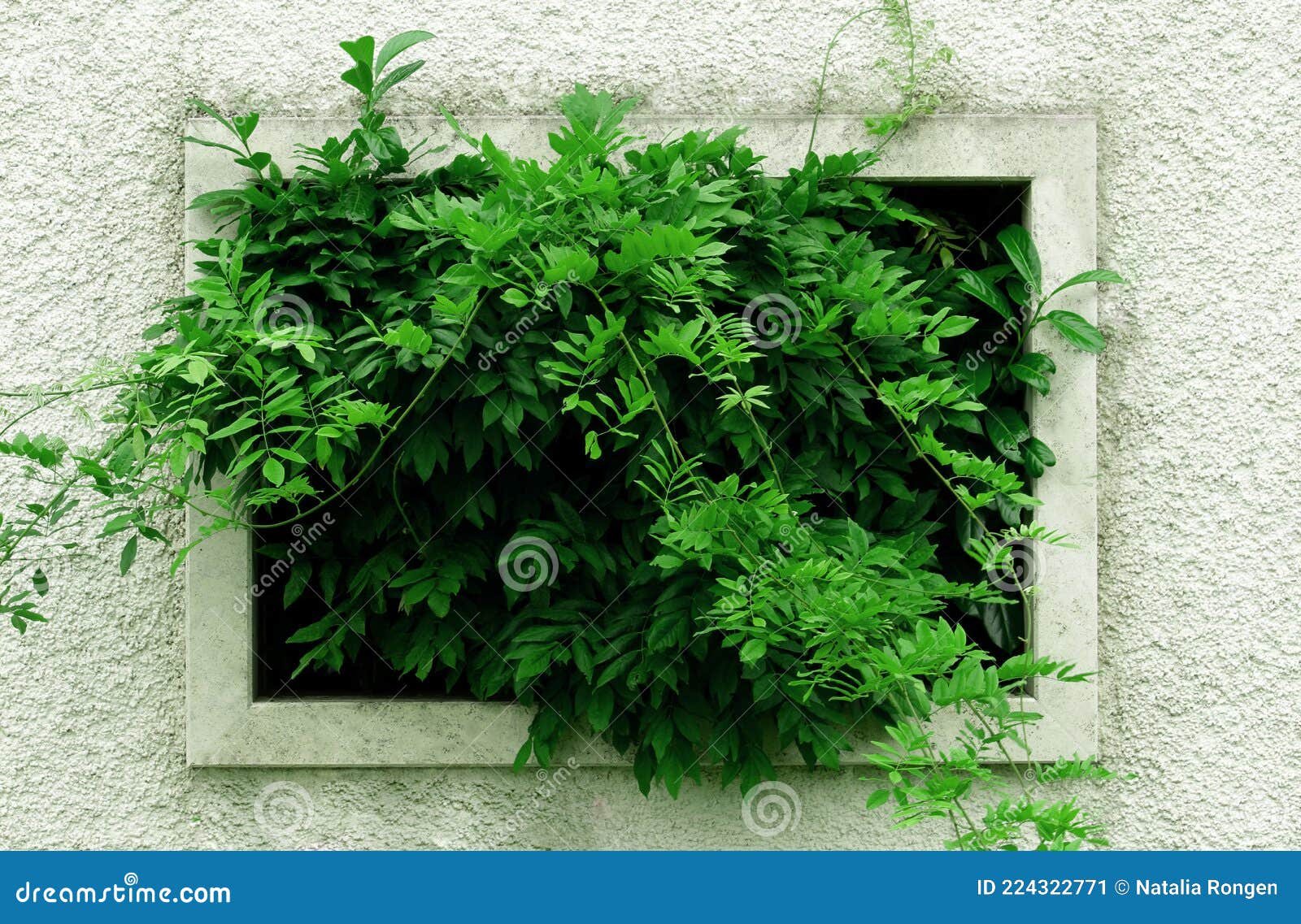 Life Breaking through a Hole in a Concrete Wall Stock Image - Image of ...